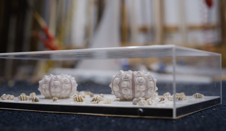 Create Eye-Catching Displays with a Durable Perspex Display Box - Red ...